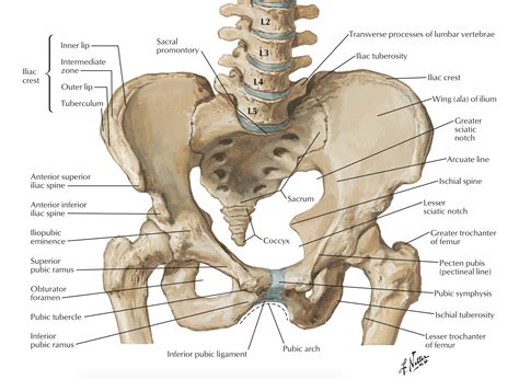 Anterior Superior Iliac Spine Wikipedia