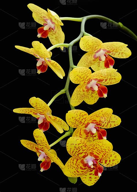 异国情调的黄红兰花配黑