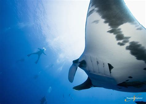 6 Amazing Reasons Why You Should Be Diving Socorro Island Fly And Sea