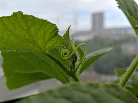 It Makes Me Happy To See Tendrils On My Melon Plant 😄 R Urbangardening