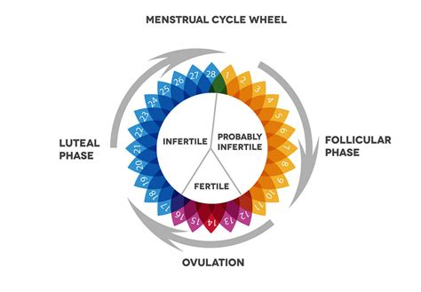 Normal Luteal Phase Symptoms