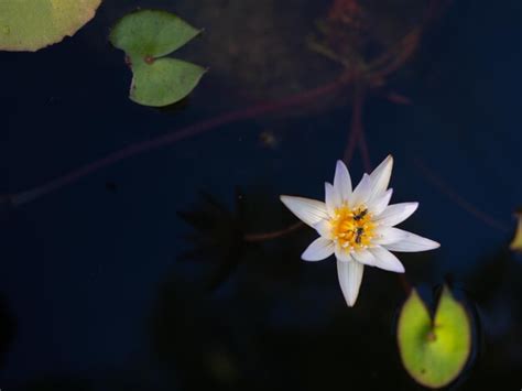 Premium Photo Interdependent