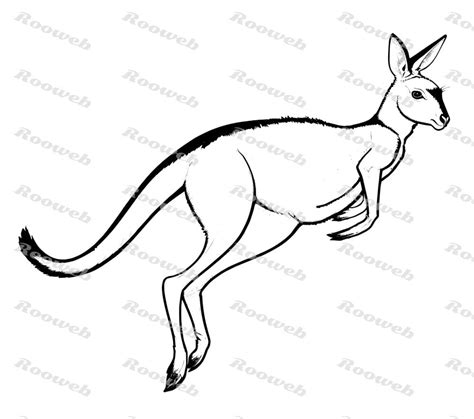 Hopping Kangaroo Outline Vector Rooweb