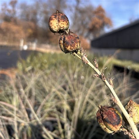 Red Yucca Hesperaloe Parviflora Midwest Propagation Nursery