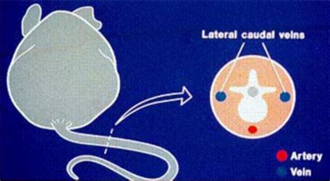 Intravenous Injection Mice