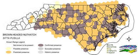 Brown Headed Nuthatch