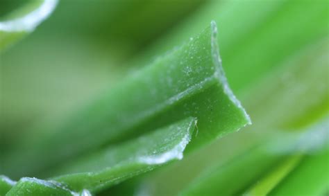 Artificial Grass Unique Blade Shapes Simple Turf