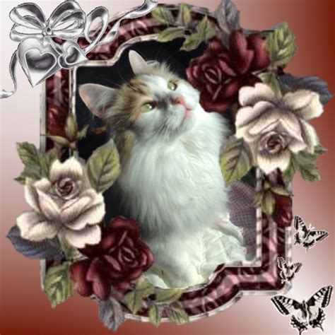 Princess Purr White Cat Surrounded By Roses