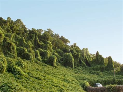 The Day Of The Kudzu ~ Kuriositas