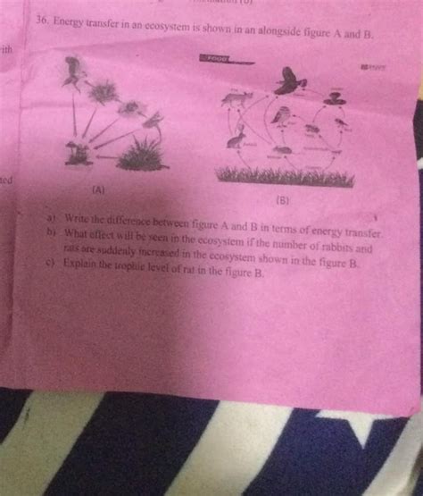 36 Energy Transfer In An Ecosystem Is Shown In An Alongside Figure A And