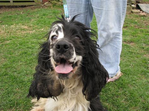Neglected Cocker Spaniels Need Your Help Aarf All About Rescue