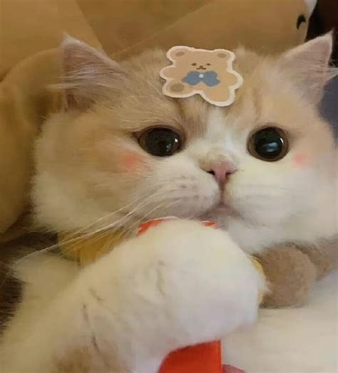 可爱猫猫头头像高清 千图网