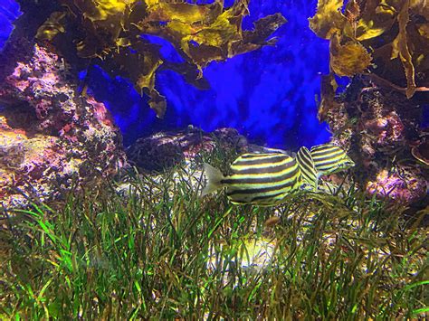 Nemos Garden By Lily Rivers On Deviantart