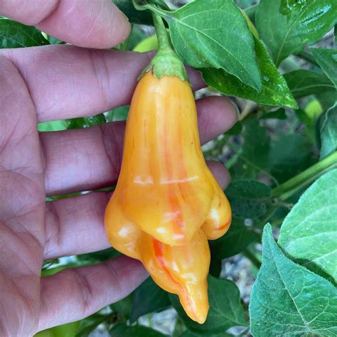 Tangerine Tiger F7 Pepper Seeds Etsy Tangerine Tiger F7 Pepper Seeds Etsy