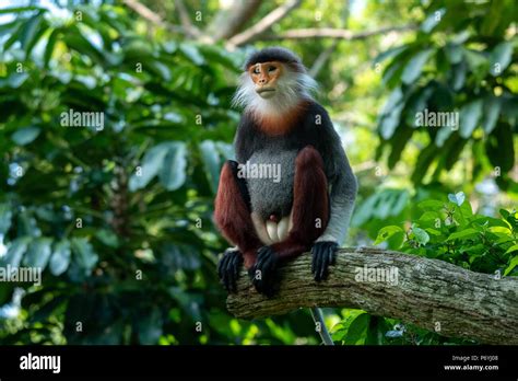 Braun Grau Affe Mit Weißen Bart Sitzt Auf Einem Baumstamm Auf Der