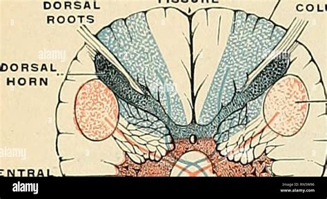 Anatomy Descriptive And Applied Anatomy Areas Of The Medulla