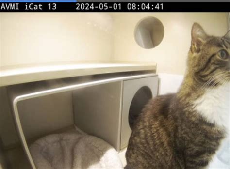 Our Radioactive Cat Root Simple