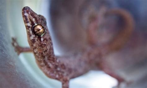 Premium Photo Close Up Of Lizard In Bottle