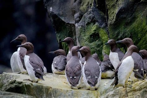 The Blob” Kills 4 Million Seabirds In Worst Single Species Die Off