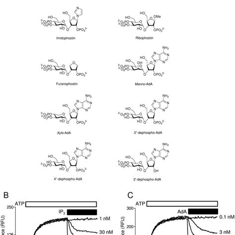 Structure Of The N Terminal Of The Ip3 Receptor And Structures Of The Download Scientific