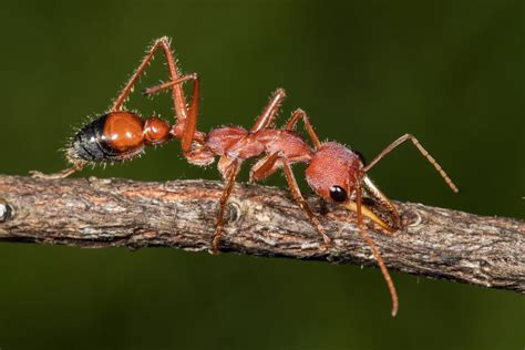 Bulldog Ants