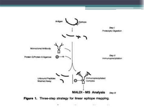 Protein Epitope Mapping By Mass Spectrometry Ppt