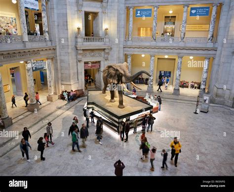 Smithsonian National Museum Of Natural History Rotunda Elephant Stock