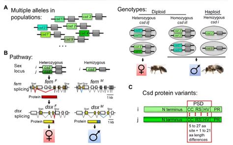 To Date It Has Been Unclear Exactly How The Sex Of A Bee Is Determined A Research Team From