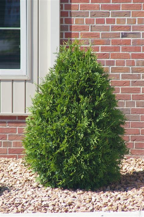 Techny Arborvitae Redwood Falls Nursery