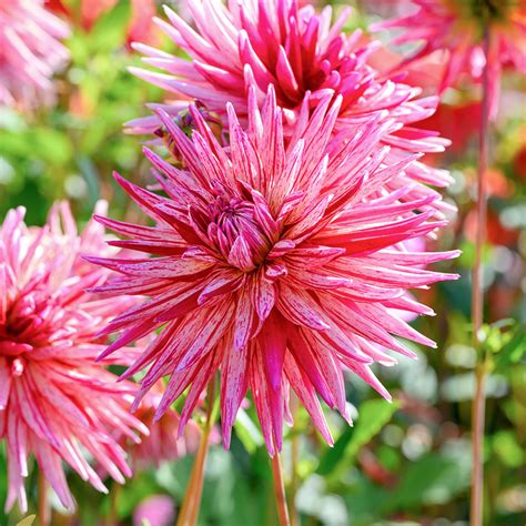 Dahlia Alain Mimoun à 1 10026