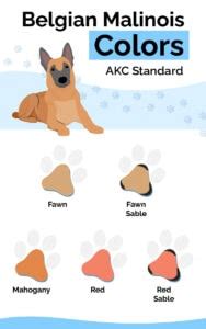 12 Belgian Malinois Colors And Patterns With Pictures Hepper Pet