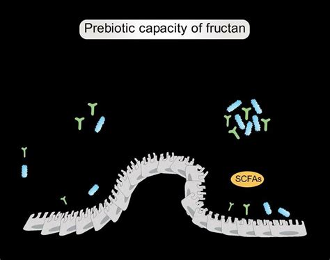 Prebiotic Properties Of Fructans Principally They Selectively Download Scientific Diagram