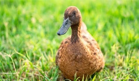 Brown Duck Breeds Farmhouse Guide