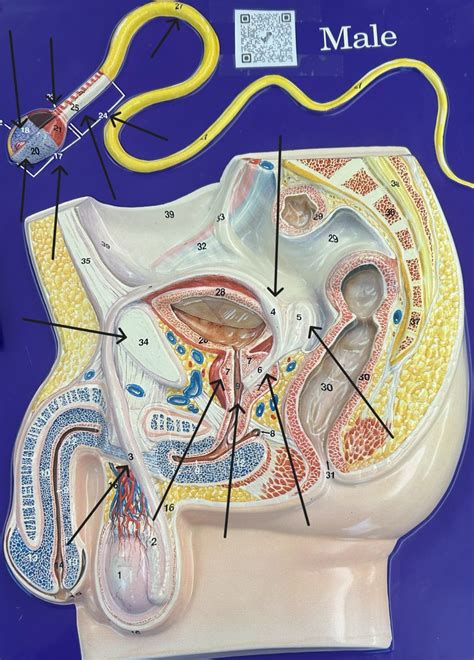 Male Anatomy Pt 2 Diagram Quizlet