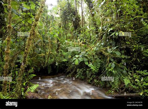 Amazon Rainforest Stream Running Through A Tropical Rainforest 2000