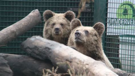 Police Called As Two Young Bears Escape From Wildlife Enclosure In Devon And Devour Honey Uk
