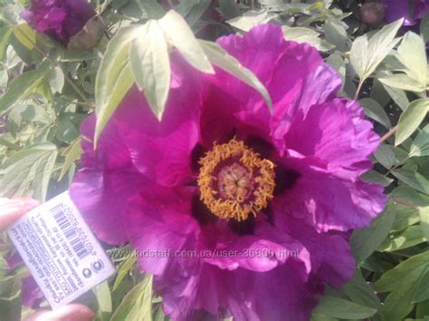 Семена и саженцы бордового и розового древовидного пиона, 2 грн. купить ...