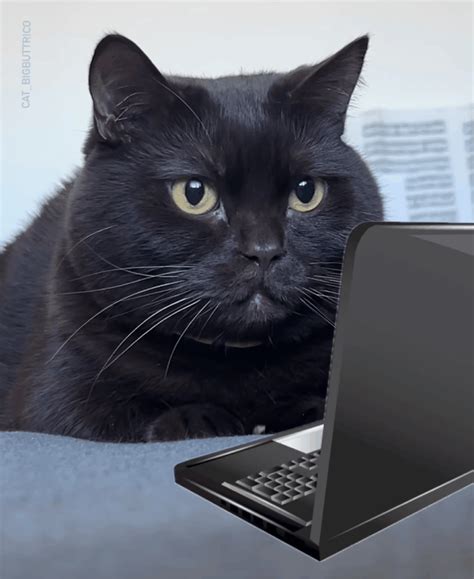 Funny Cats S