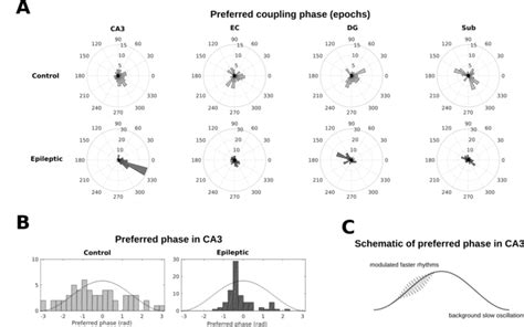 Distributions Of The Phase Of Fast Oscillatory Activity Coupled To