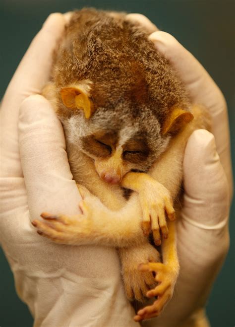 È Nato Un Lori Lento Il Post