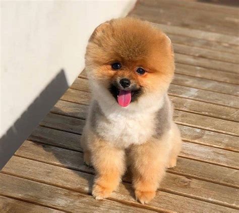 18 Best Pomeranian Teddy Bear Cut Pictures The Paws