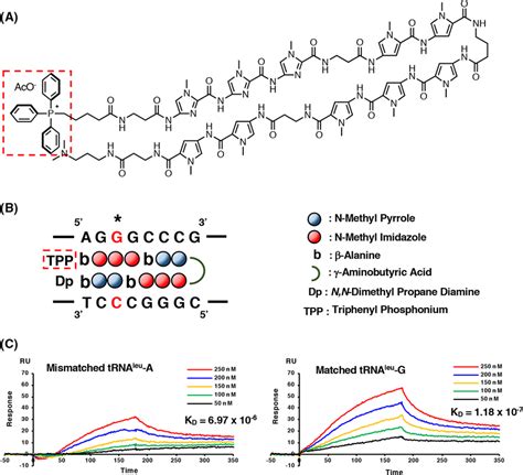 Design And Synthesis Of The Pyrrole‐imidazole Polyamide Download