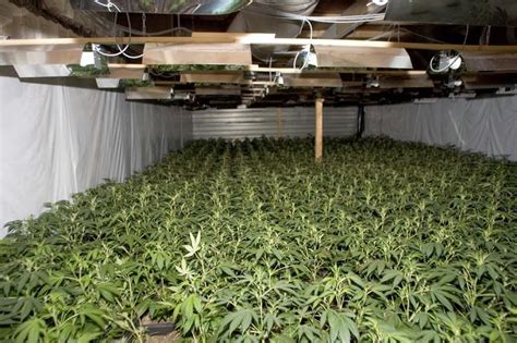 Stresstest International Cannagraphic Magazine Forums