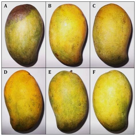 Stem End Rot Disease Severity Of Passive Modified Atmosphere Packed