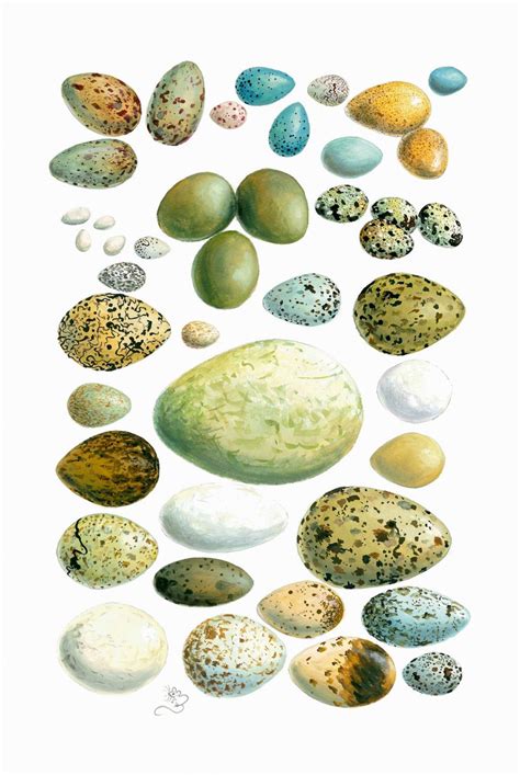 In Focus The Life And Times Of Mouse Macpherson A Truly Extraordinary