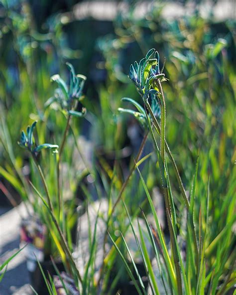 Verge • Landscapes • Design • Perth Plant Delivery In Store Now