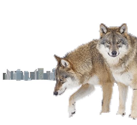 What Is Ecological Connectivity Right Of Passage