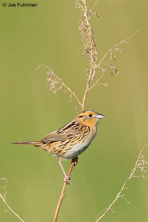 Lecontes Sparrow Joe Fuhrman Photography