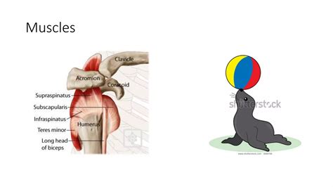 Acute Shoulder Dislocation Pptx