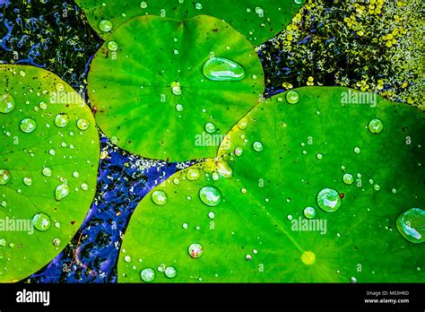 What Does Waxy Leaves Mean At Gregory Klink Blog